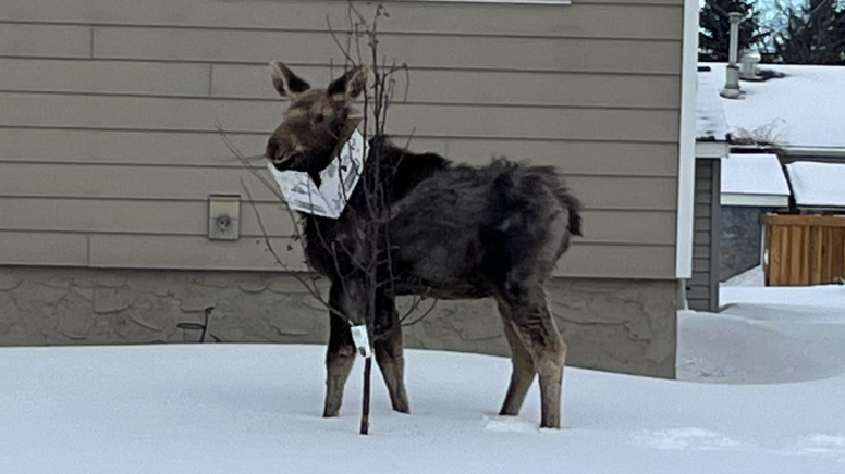 Officials confirm Maidstone moose ‘Elliott’ did not survive rescue ...